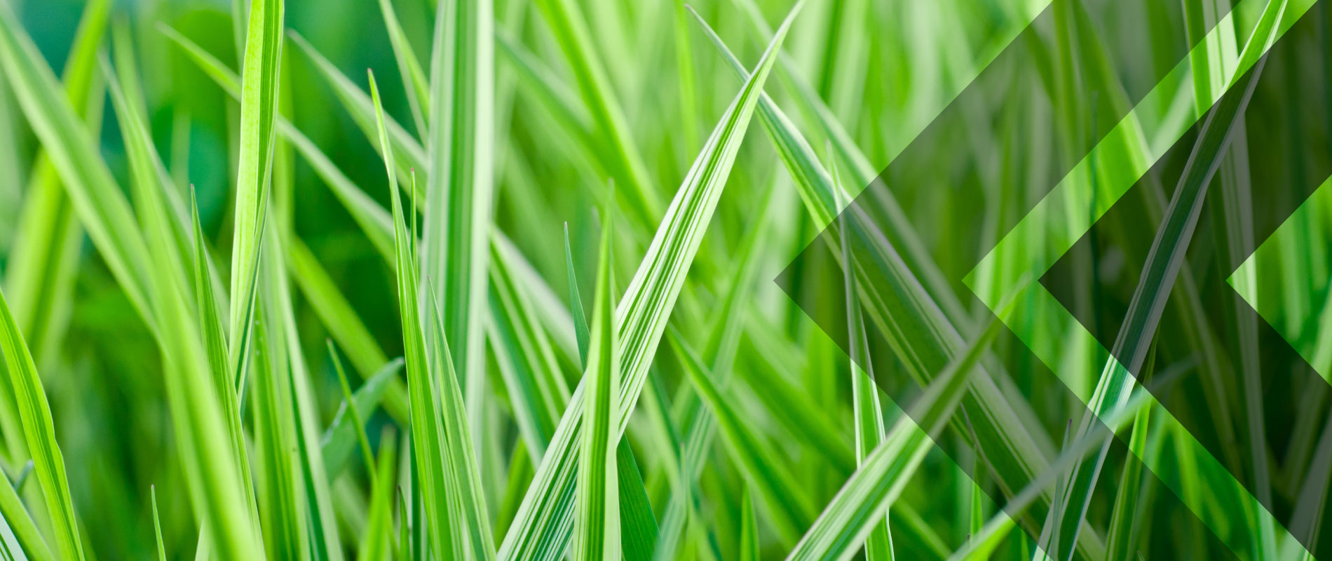 Groenvlei Gras – Professional Turf Grass